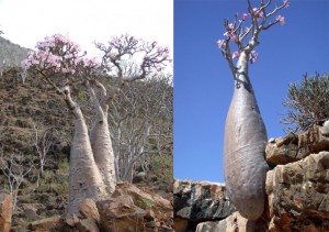 O fascinante arquipélago de Socotra